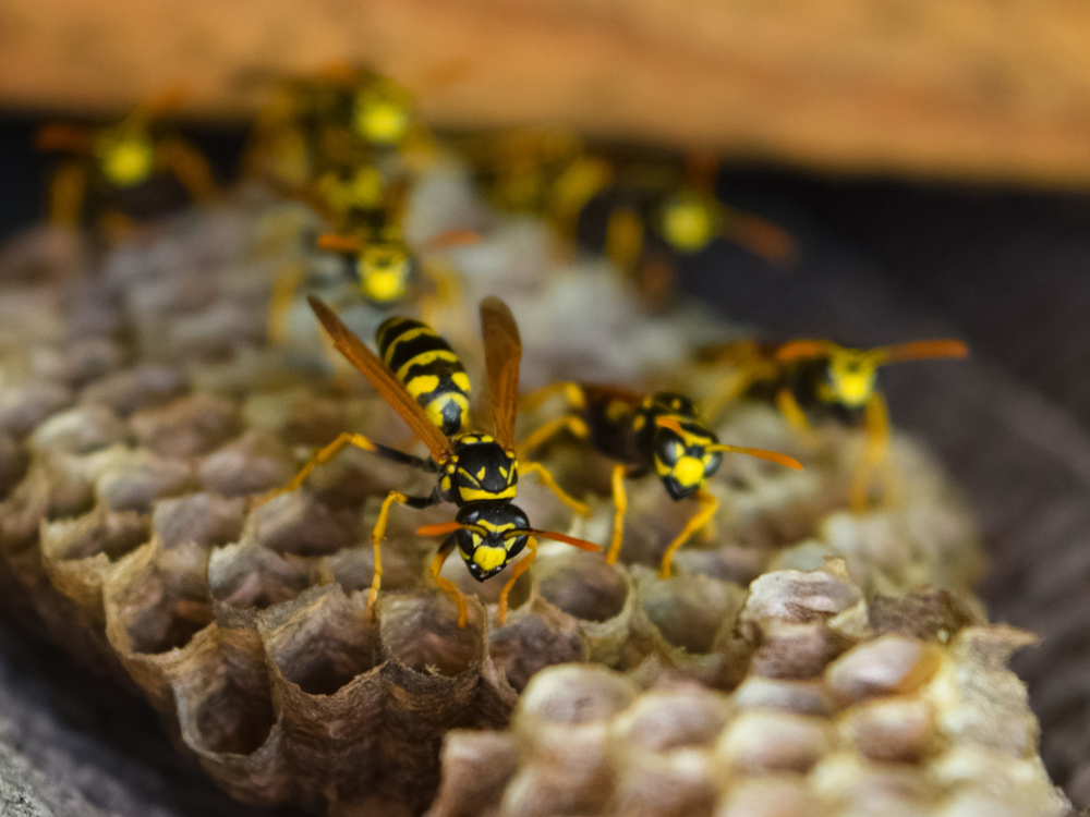 How to find hidden wasps nests and eradicate them - Exterminatorhamilton.ca