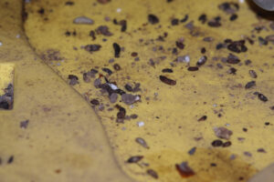 What do Mouse Droppings Look Like? - Exterminatorhamilton.ca